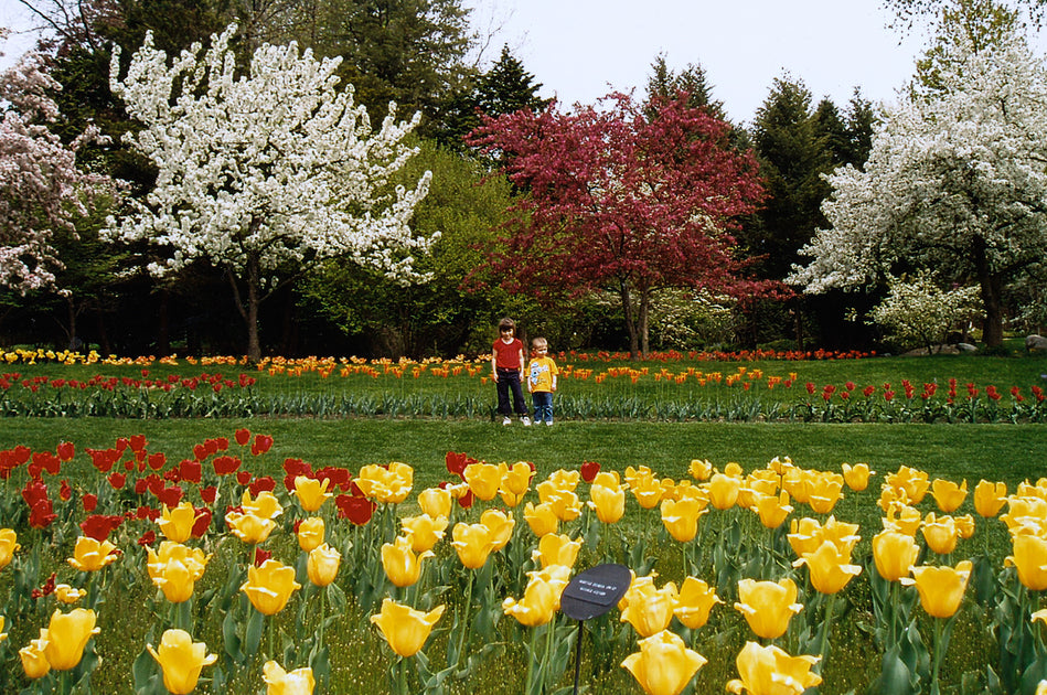 Looking Back: 150 Years | A Pictorial History Book – Pediment Publishing