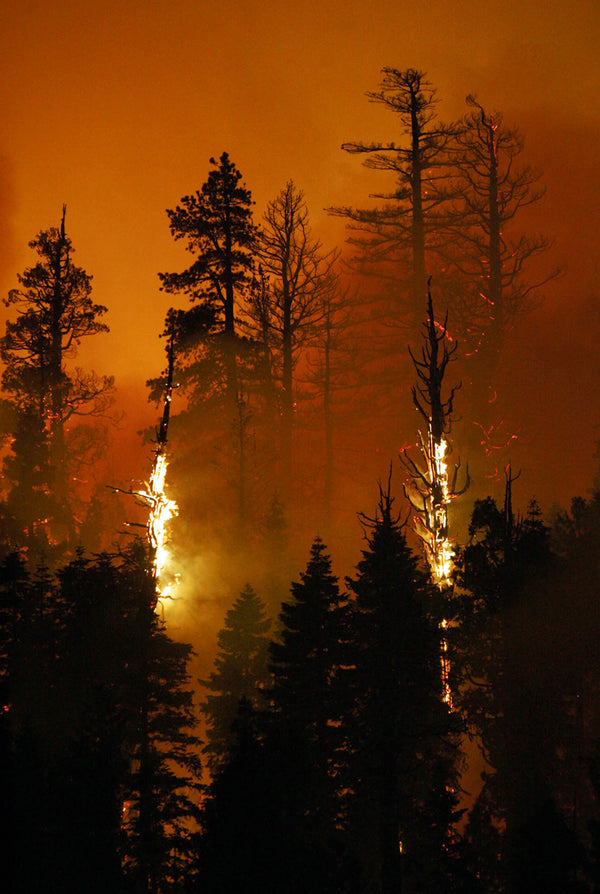 Angora: South Lake Tahoe | Hardcover Fire Disaster Book – Pediment ...
