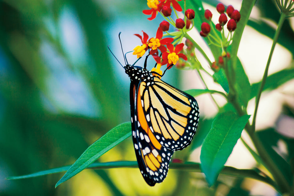 Explore My KC | Pictorial Book – Pediment Publishing